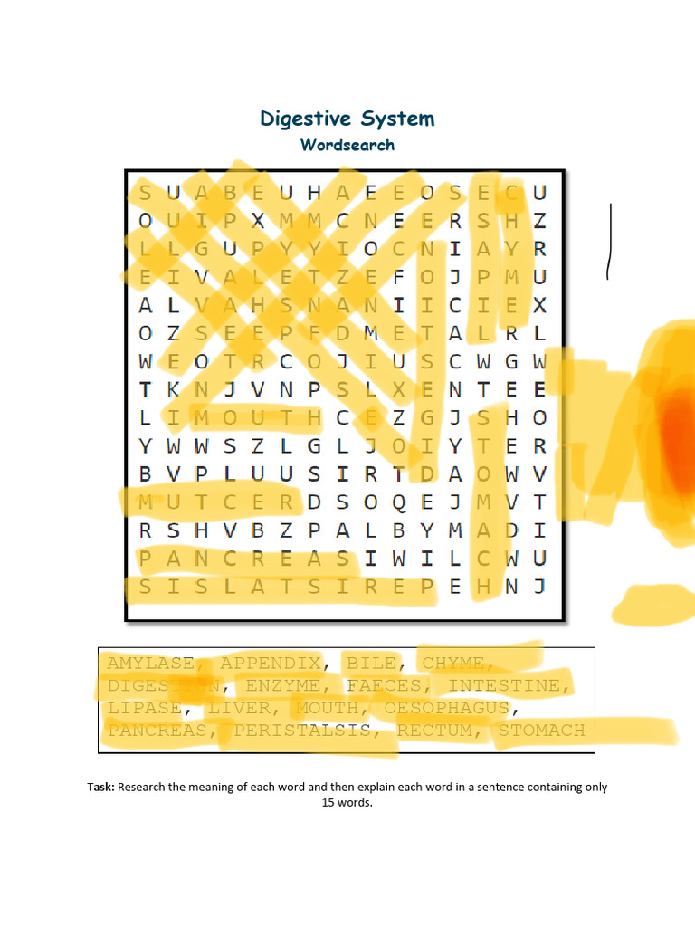 Digestive System Wordsearch 1 | PDF