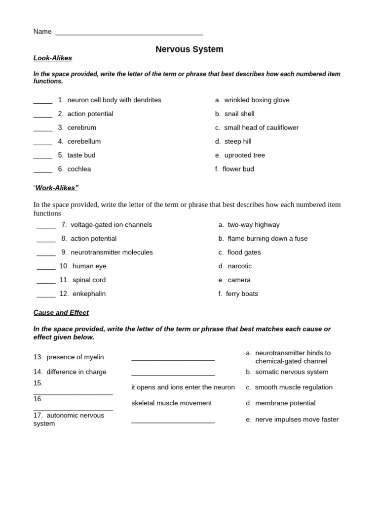 Nervous System Worksheet1 | PDF
