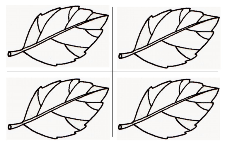 Gambar Daun | PDF