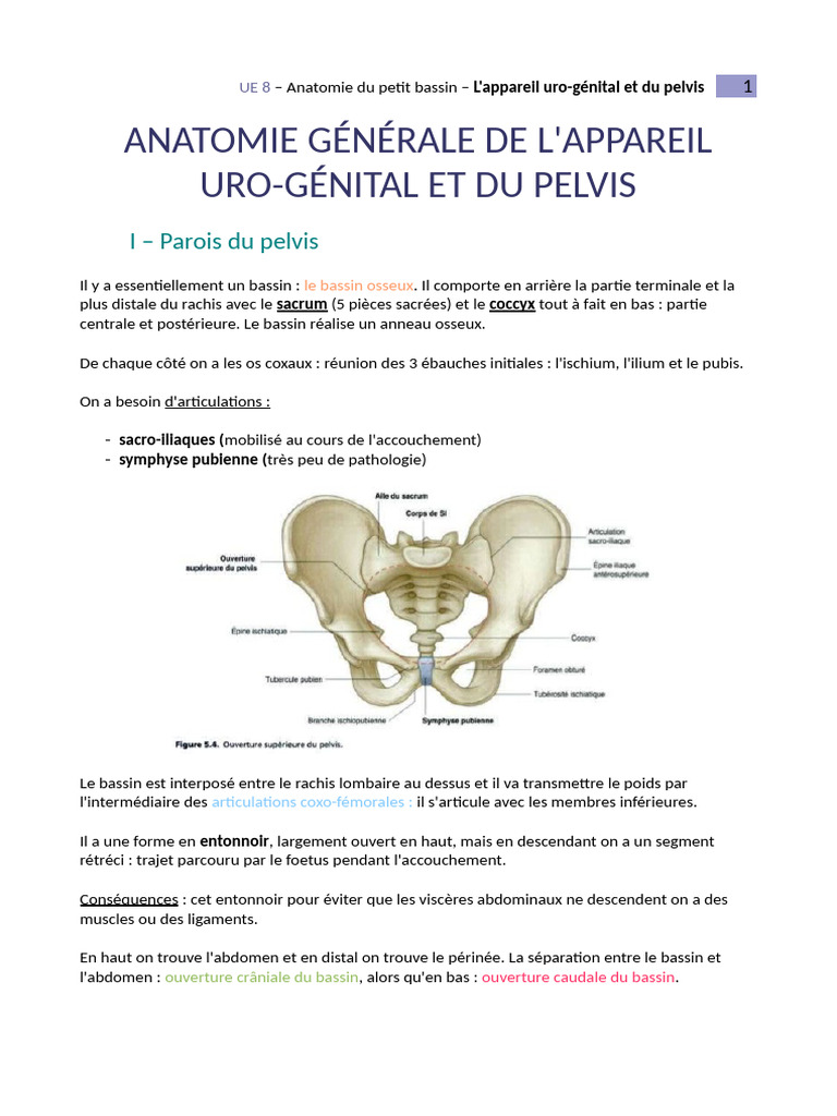 Anatomie de l'Appareil Uro-génital | PDF