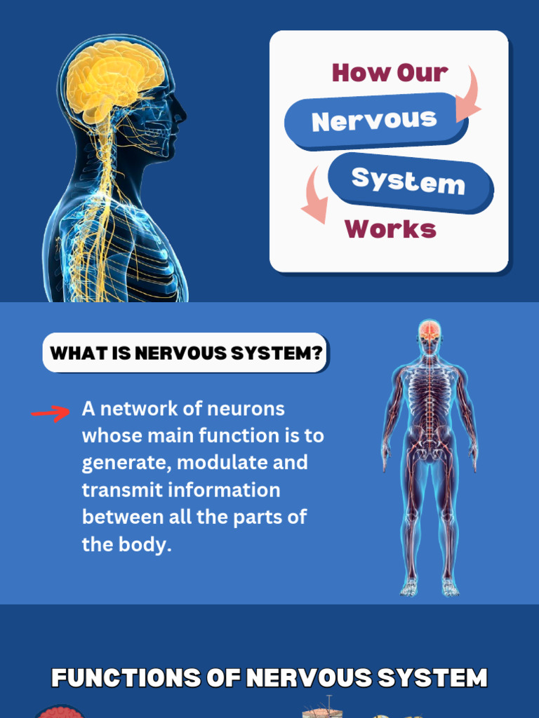 Nervous System | PDF