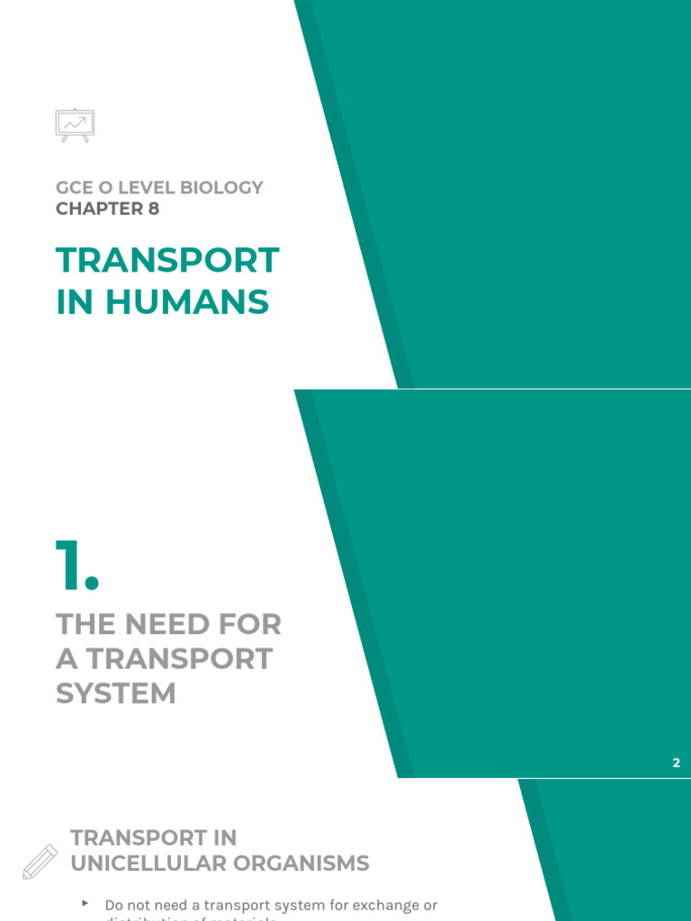 O Level Biology 8 Transport in Humans | PDF