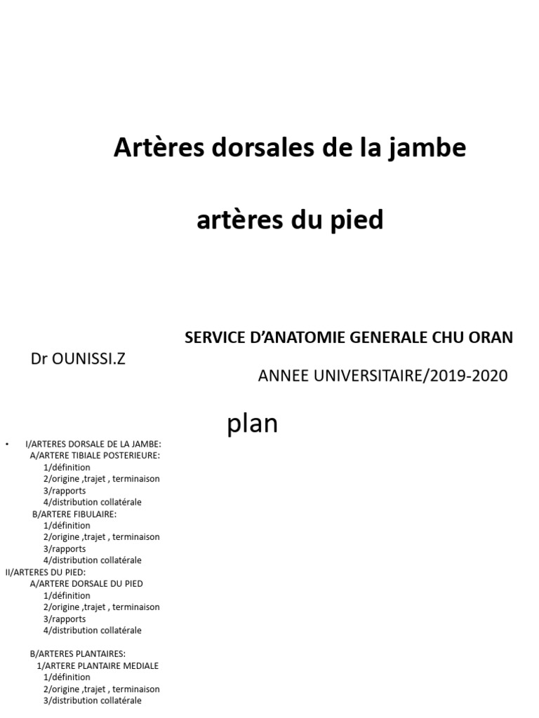 16-Artère Dorsale de La Jambe Et Du Pied | PDF
