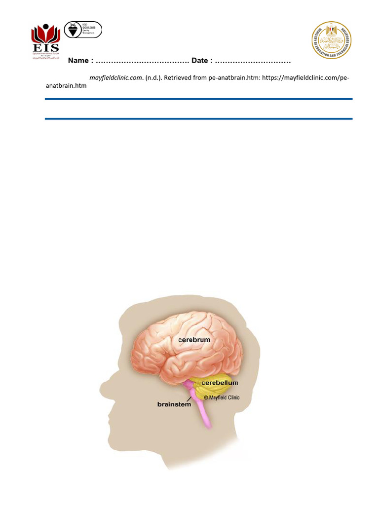 the_brain | PDF
