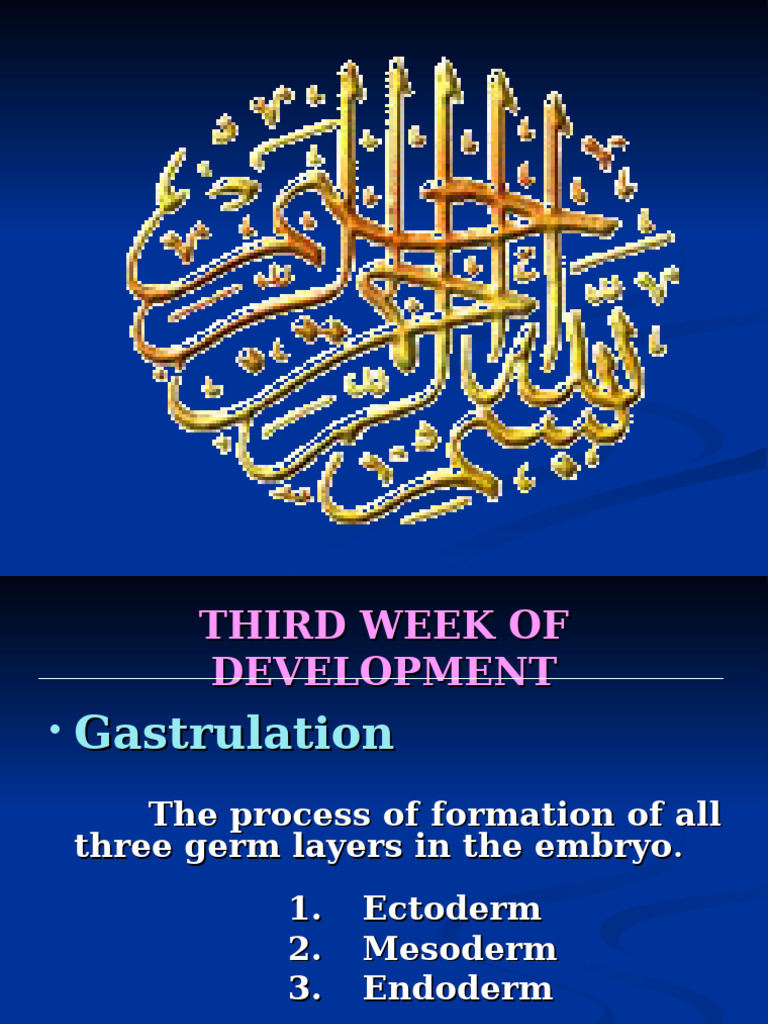 3.third Week of Development | PDF