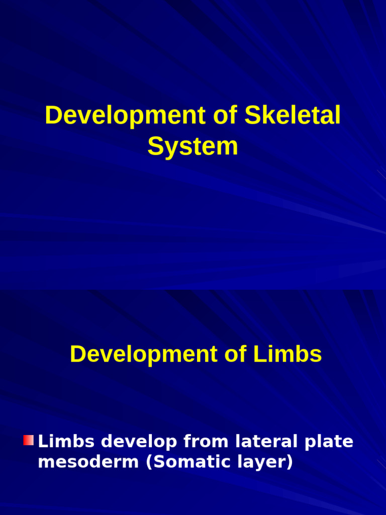 Development of Skeletal System | PDF