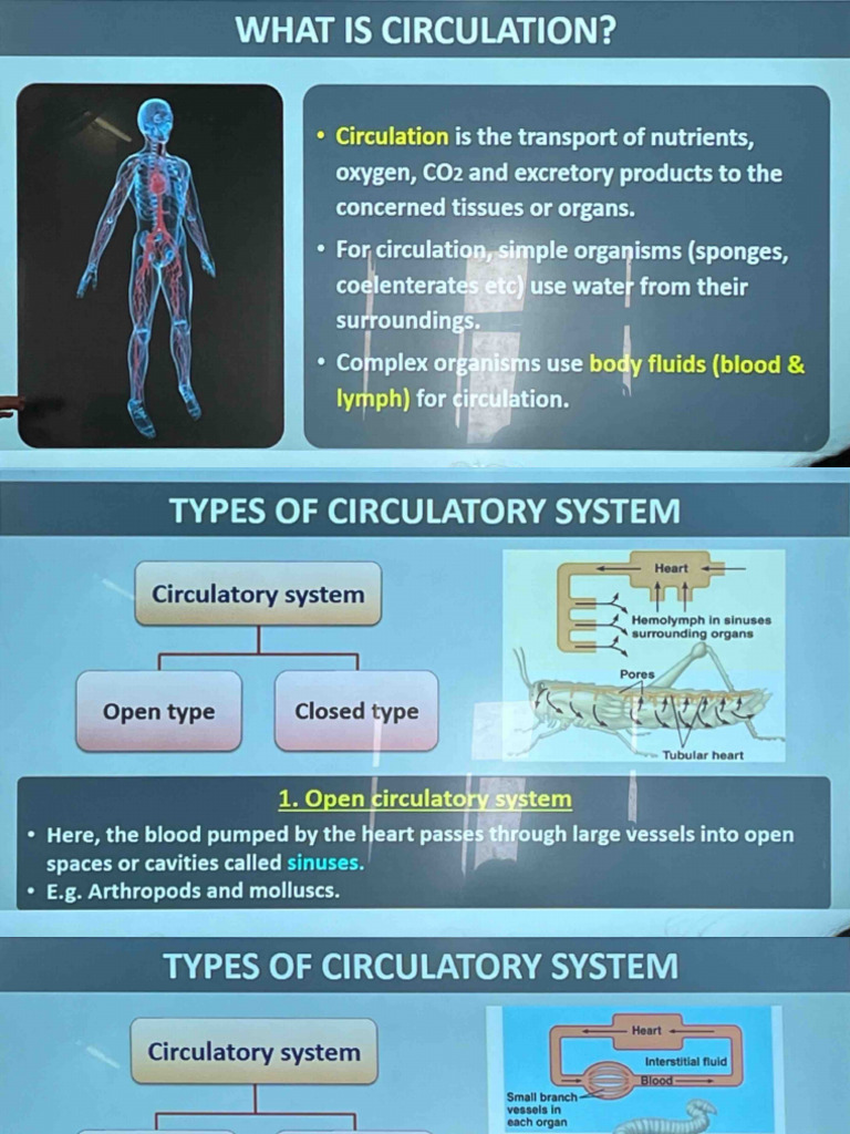 Body Fluids and Circulation | PDF