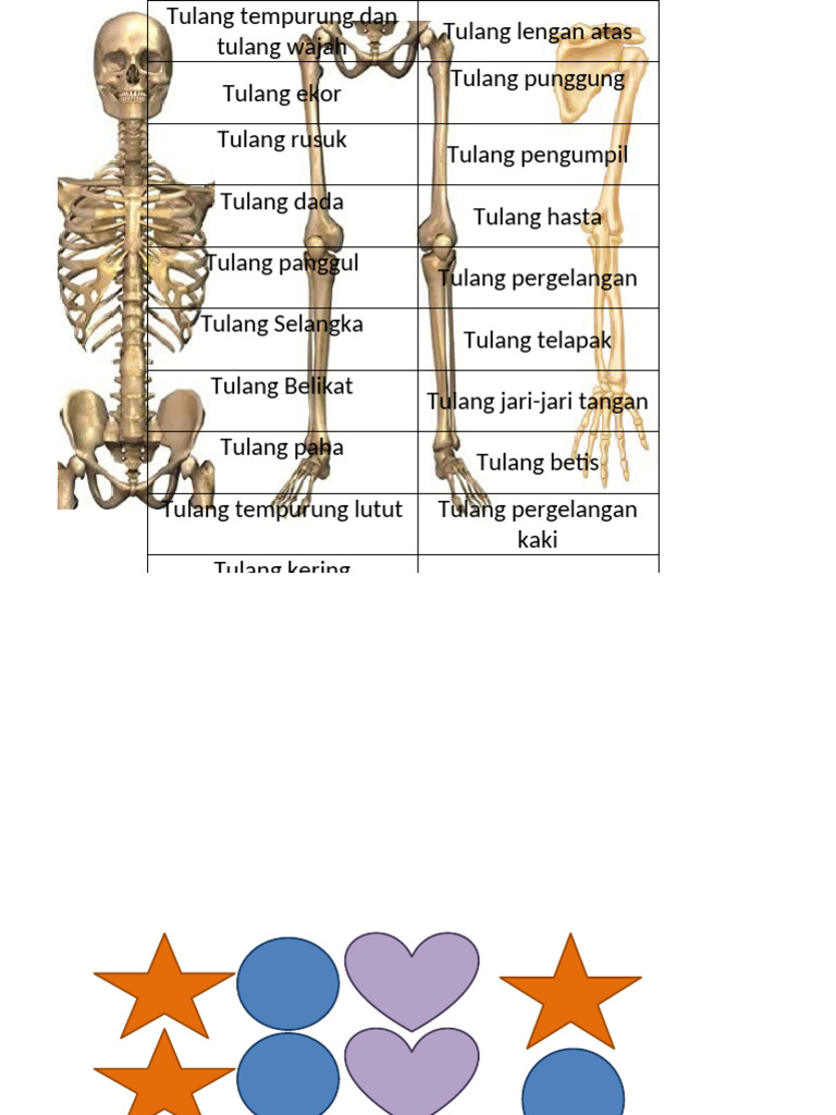 Gambar Rangka Manusia Fix Print | PDF