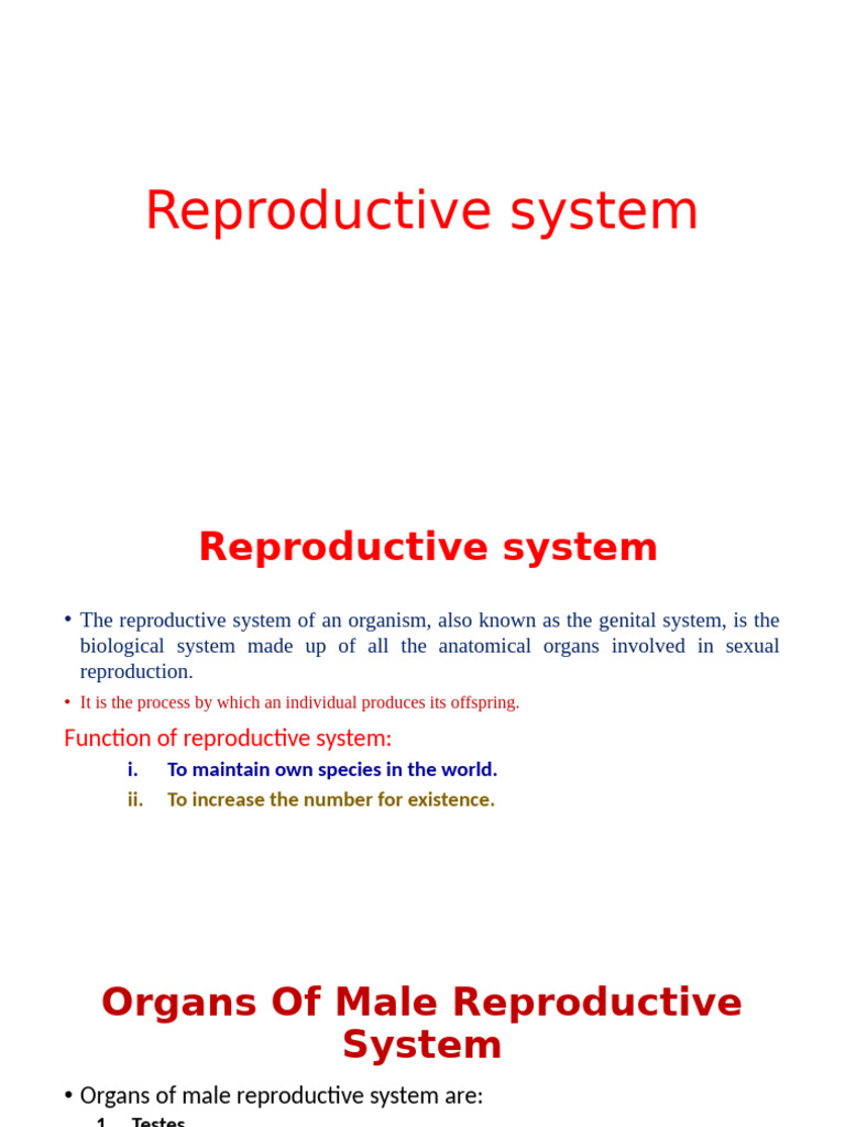 Reproductive Systen 1 | PDF
