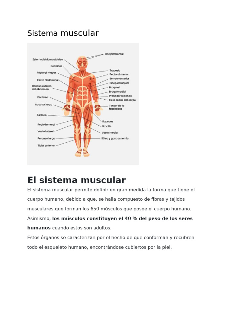 Sistema Muscular y Oseo | PDF