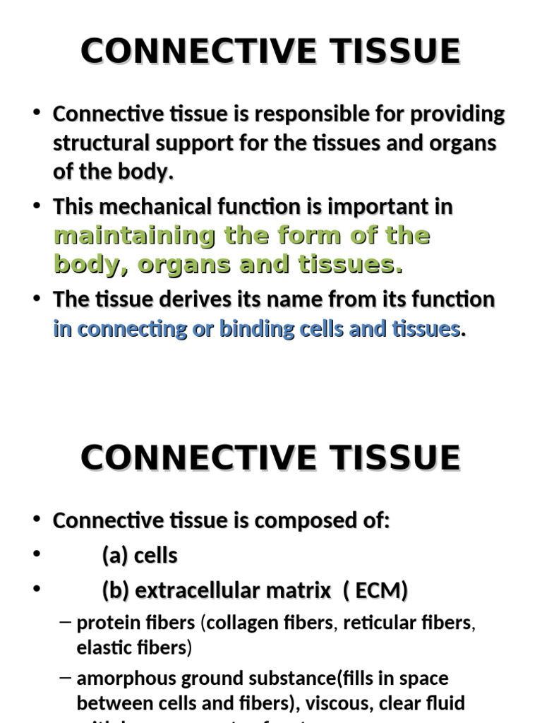 Connective Tissue - Virtual Class - 2024 | PDF
