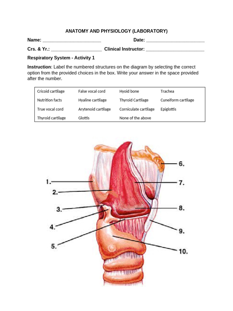 Anatomy and Physiology Lab Activity Respiratory System | PDF