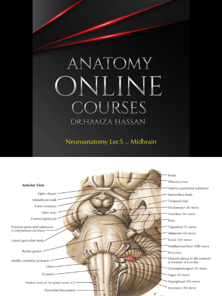 Neuroanatomy Lec5 | PDF