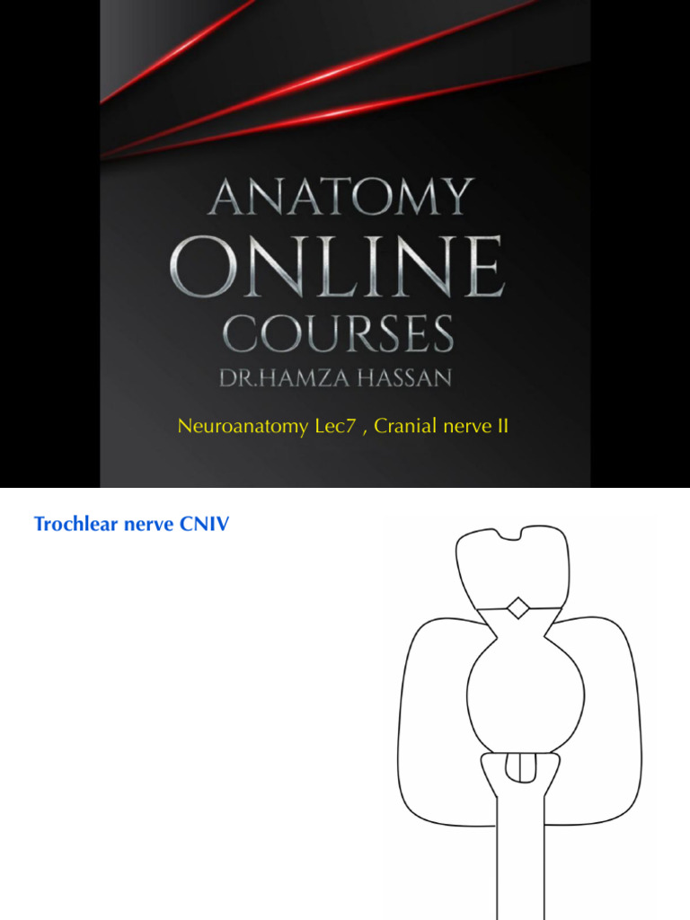 Neuroanatomy Lec7 | PDF