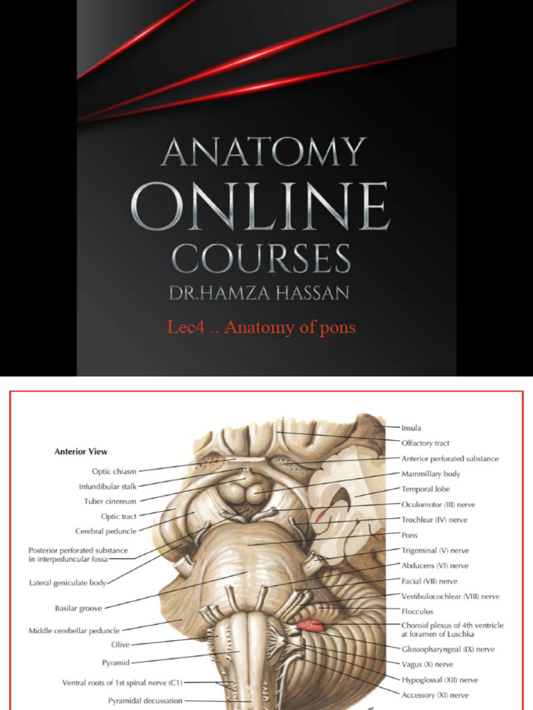 Neuroanatomy Lec4 | PDF