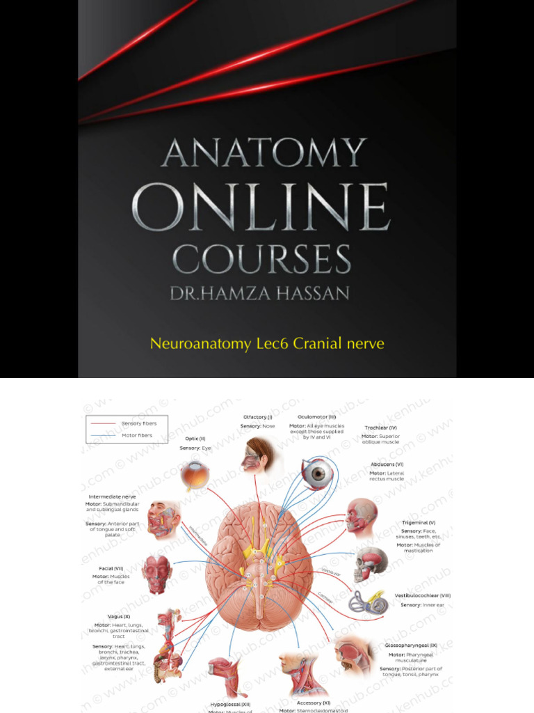 Neuroanatomy Lec6 | PDF