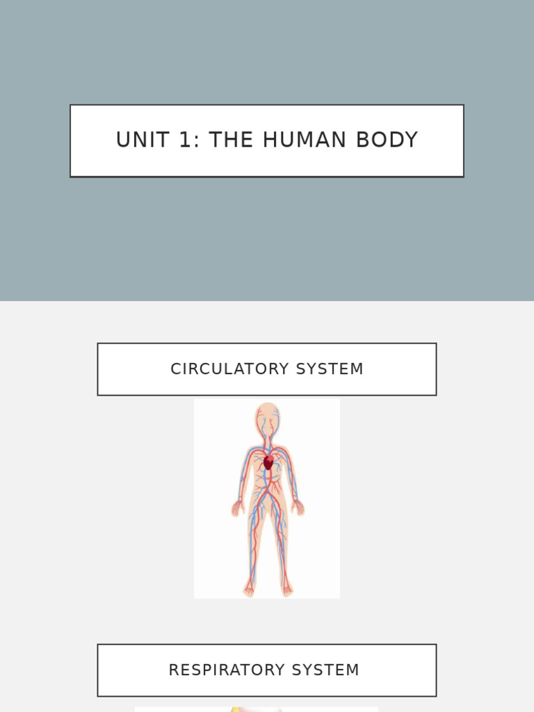 Unit 1: The Human Body | PDF