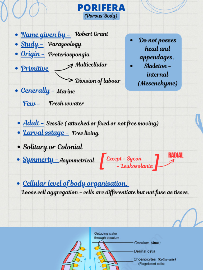 Phylum - Porifera | PDF