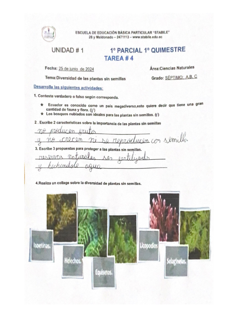 Diversidad De Las Plantas Sin Semillas Pdf 1804