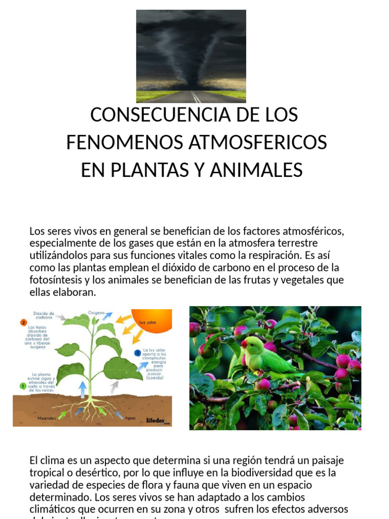 Presentación Danna | PDF