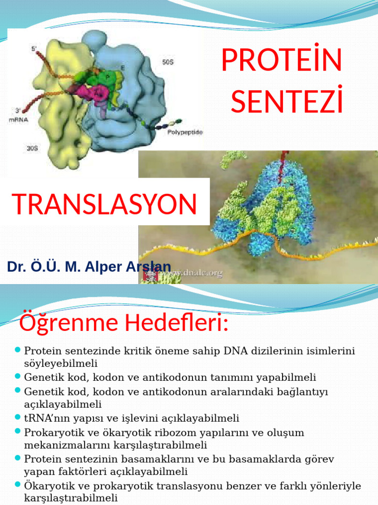 Translasyon Protein Sentezi - Sunumum 2024 | PDF