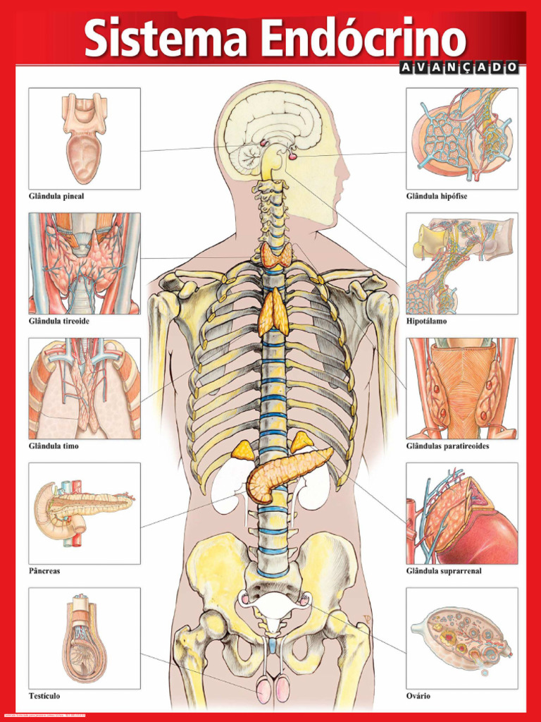 24,3sist. Endocr No | PDF
