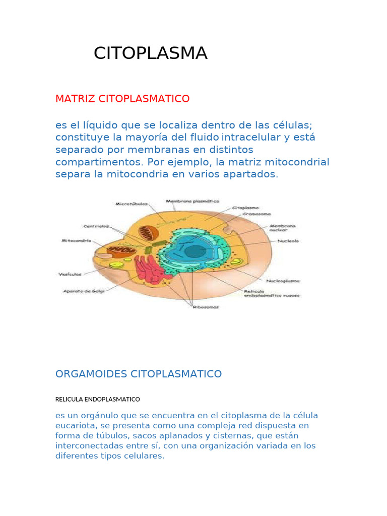 Citoplasma Profesor de Miguel | PDF