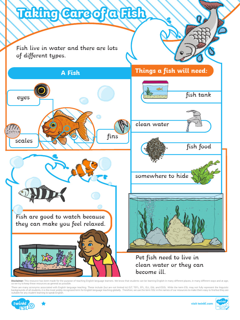 How To Look After A Fish | PDF