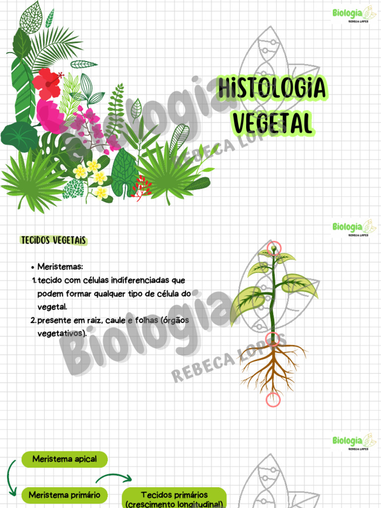 Slides - Anatomia Raiz, Caule e Folha | PDF