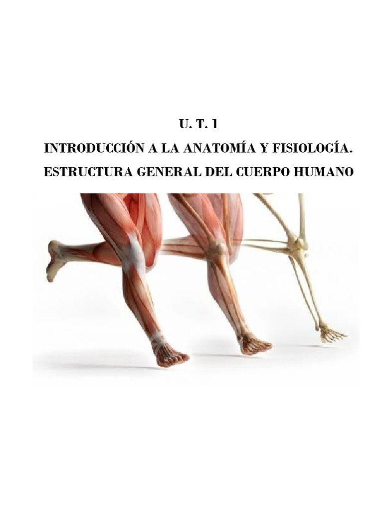 U.T. 1 Introducción a la anatomía y fisiología. Estructura general del cuerpo humano | PDF