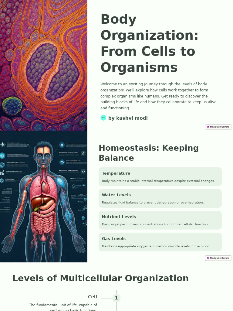 Body Organization From Cells To Organisms | PDF