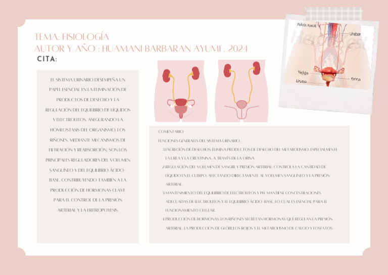 Fisiologia Del Sistema Urinario | PDF