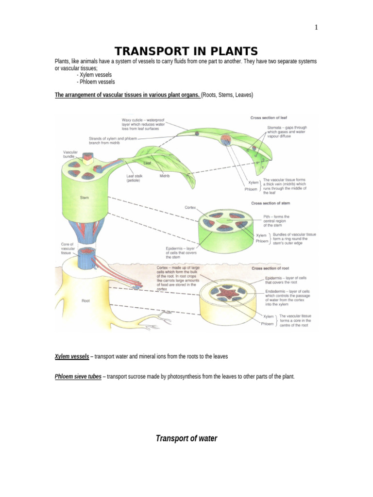 Transport in Plants | PDF