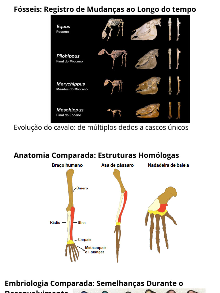Evidências Da Evolução | PDF | Ciências e Matemática