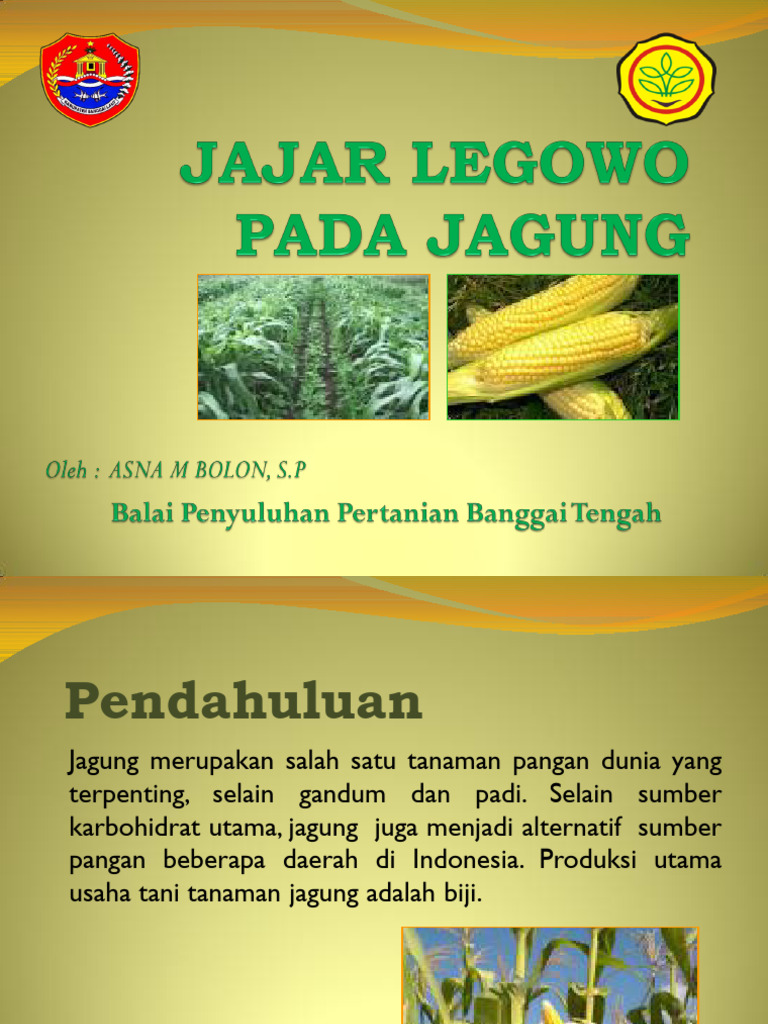 Slede Jajar Legowo Jagung | PDF