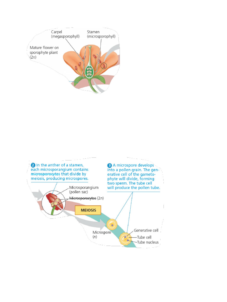 Angiosperm Reproduction | PDF