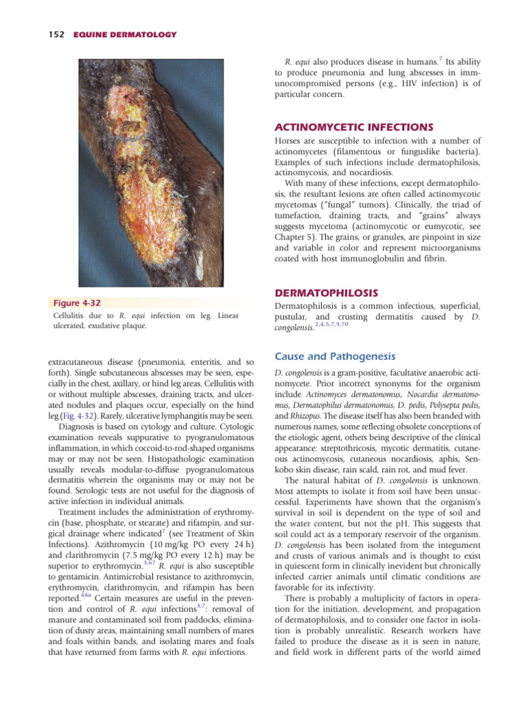 Dermatofilose - Equine Dermatology | PDF