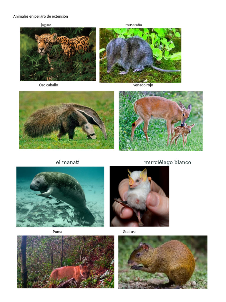 Animales en peligro de extensión | PDF