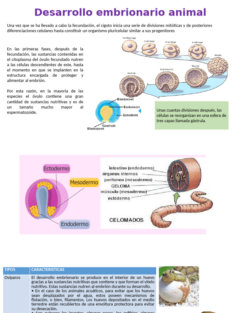 Desarrollo Embrionario Animal, Fecundacion y Reproduccion | PDF