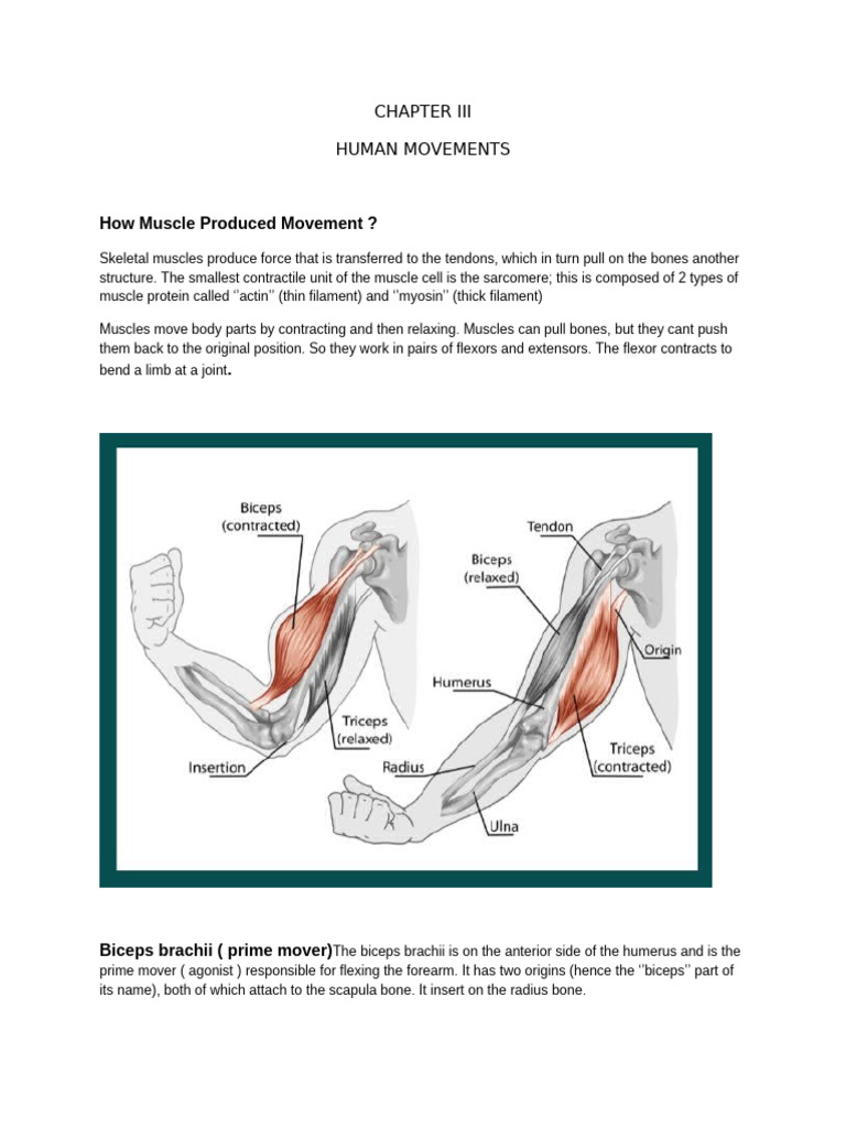 Human Movements P.E Report | PDF