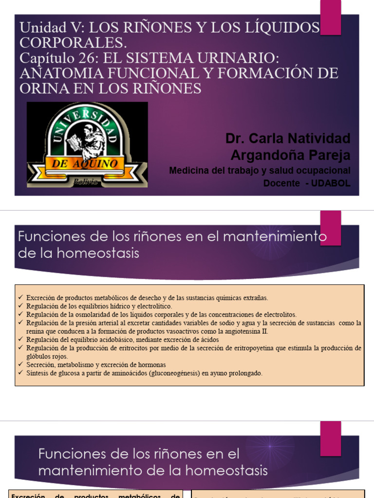 Capitulo 26 - El Sistema Urinario Anatomia Funcional y Formacion de Orina en Los Riñones | PDF