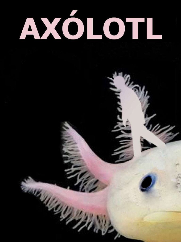 Ajolote 1,7 (texto) | PDF