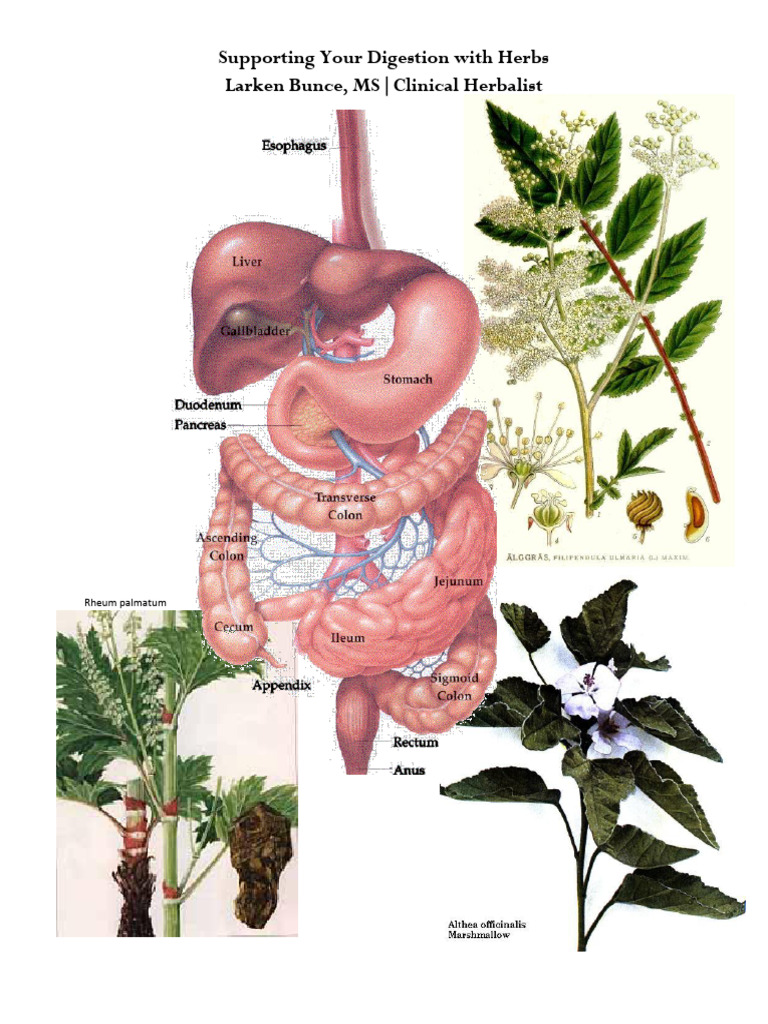 Herbs For Digestive Health | PDF