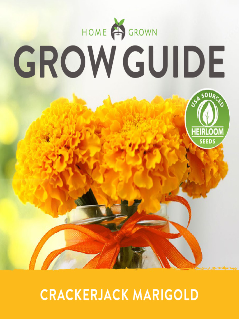 HG African Crackerjack Marigold Grow Guide | PDF