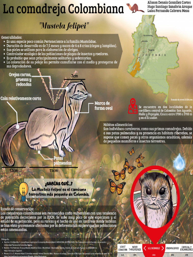 Comadreja Colombiana - 0 | PDF