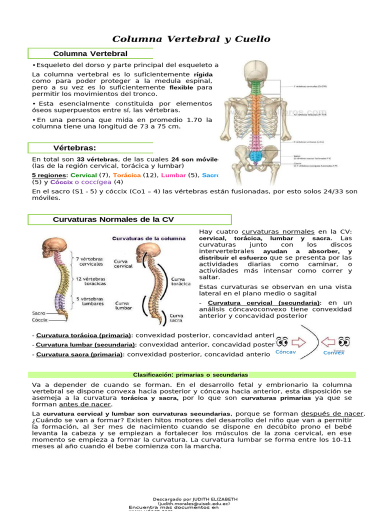 Vertebras, Columna y Triangulos Del Cuello | PDF