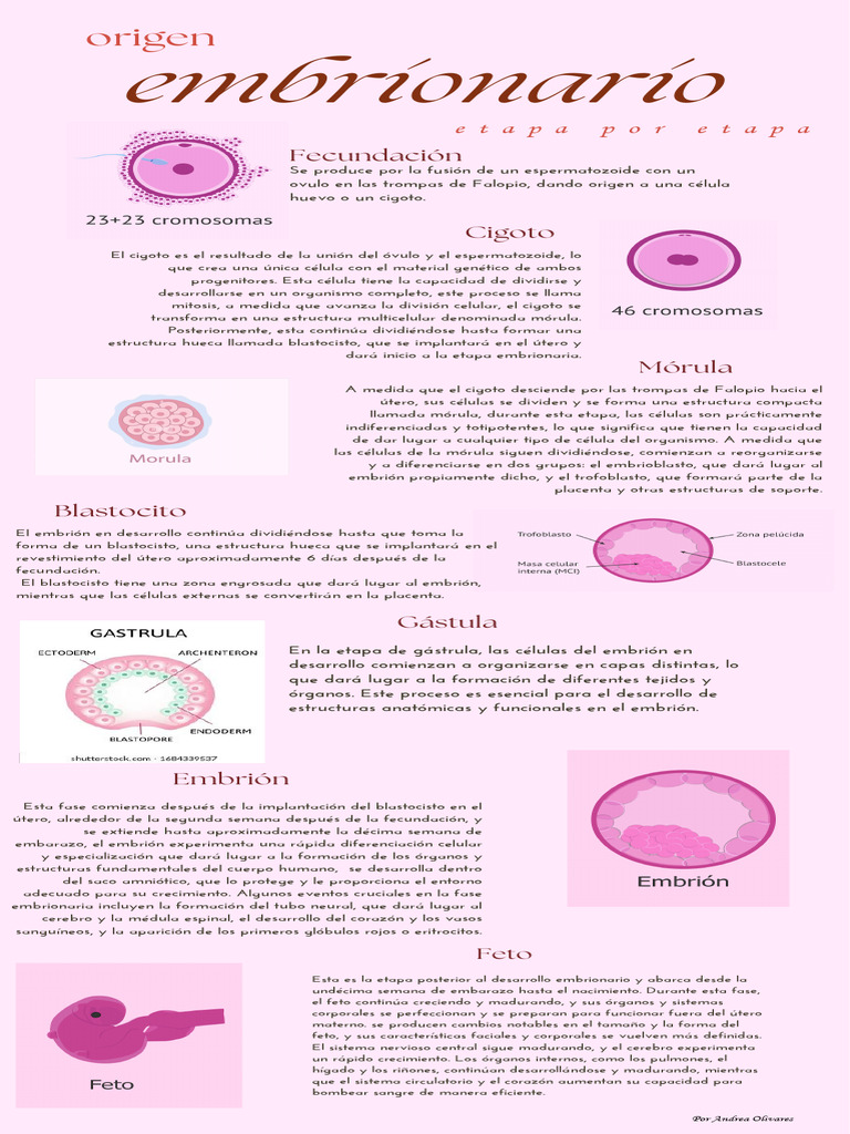 Infografía Etapa Por Etapa Embrion - 20240310 - 225752 - 0000 | PDF ...