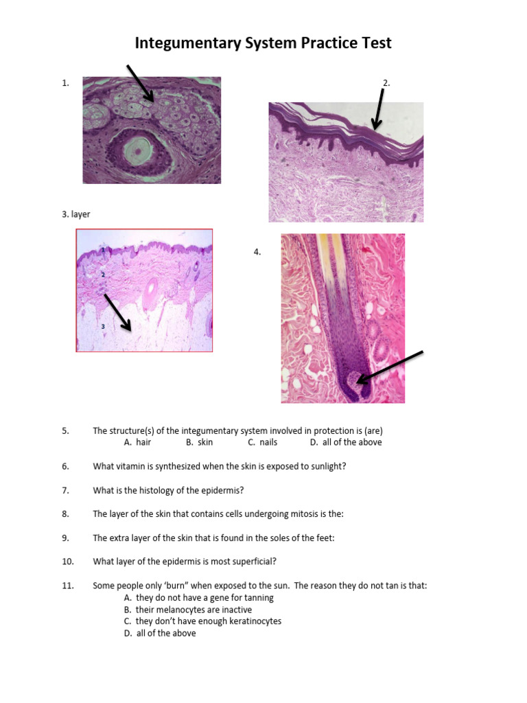 Integumentary Practice Test | PDF