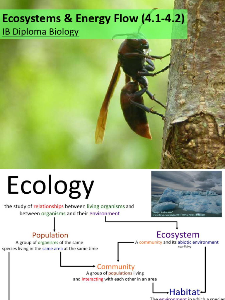 Ecosystems & Energy Flow (4.1-4.2) | PDF