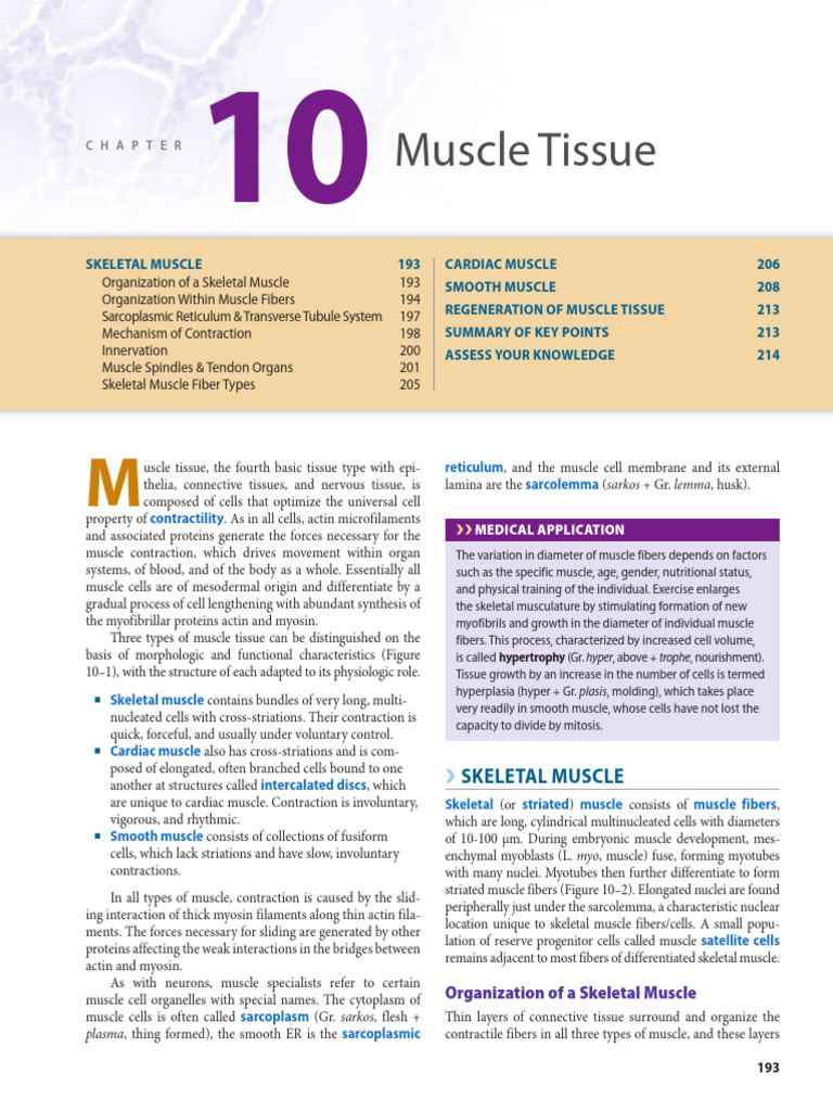 Muscle | PDF